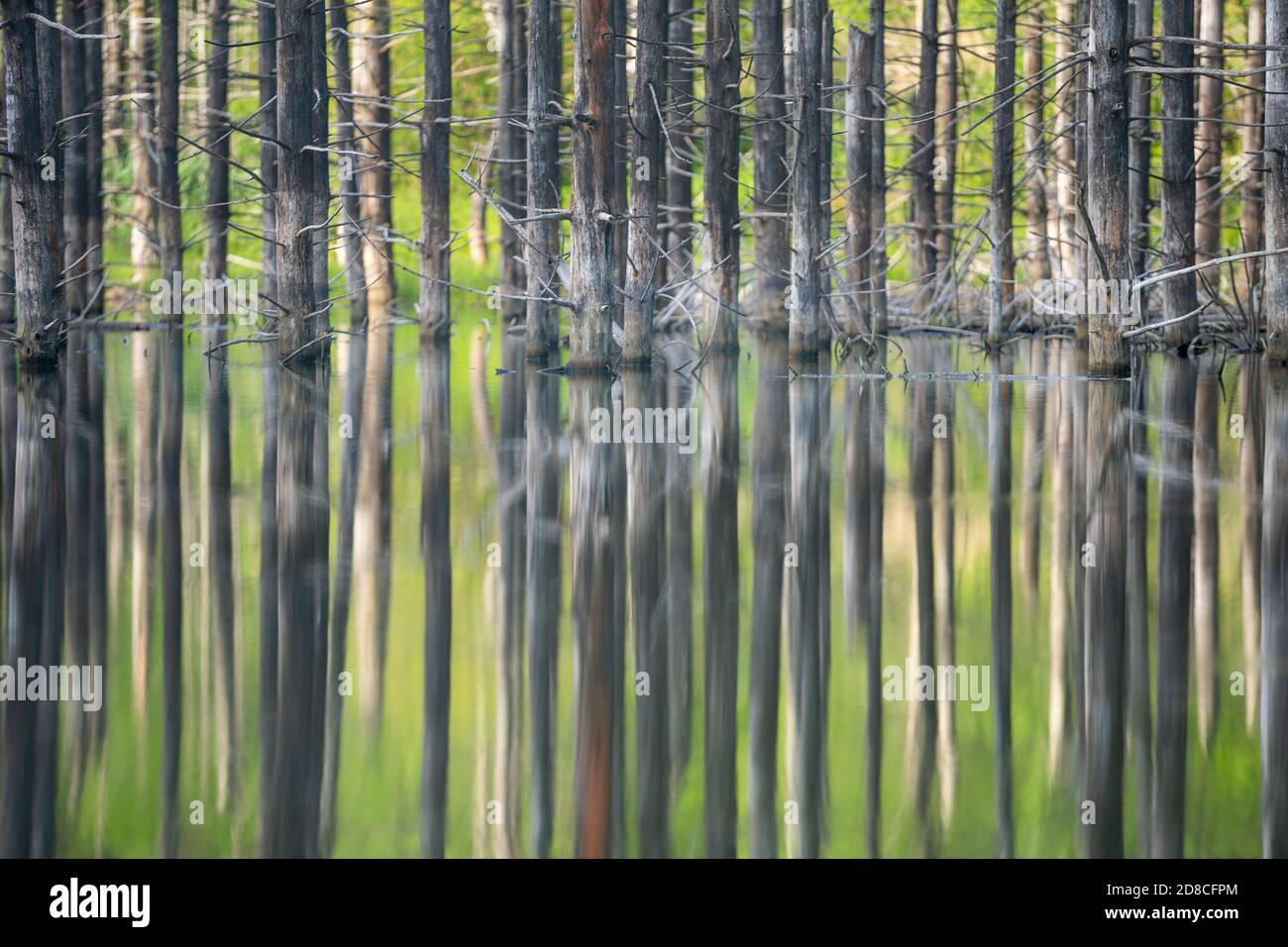 Tree detail pattern or texture from the beautiful Cuejdel Lake, Eastern ...