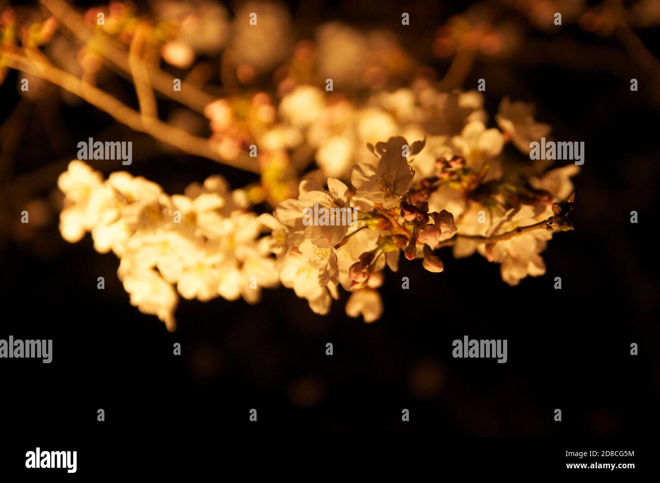 Cherry blossom at night lighted by street lights Stock Photo - Alamy