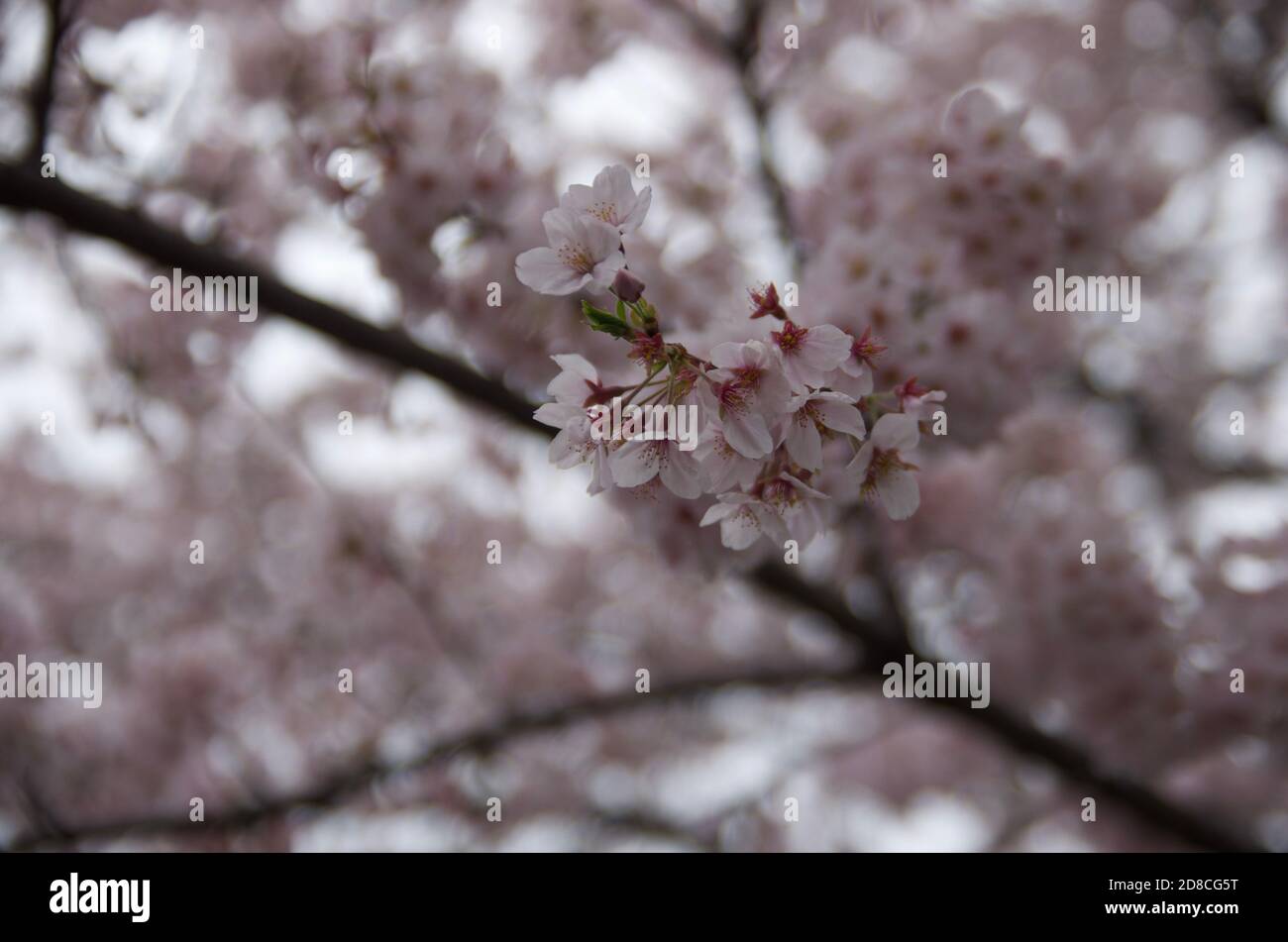 Cherry blossom close up shots Stock Photo - Alamy