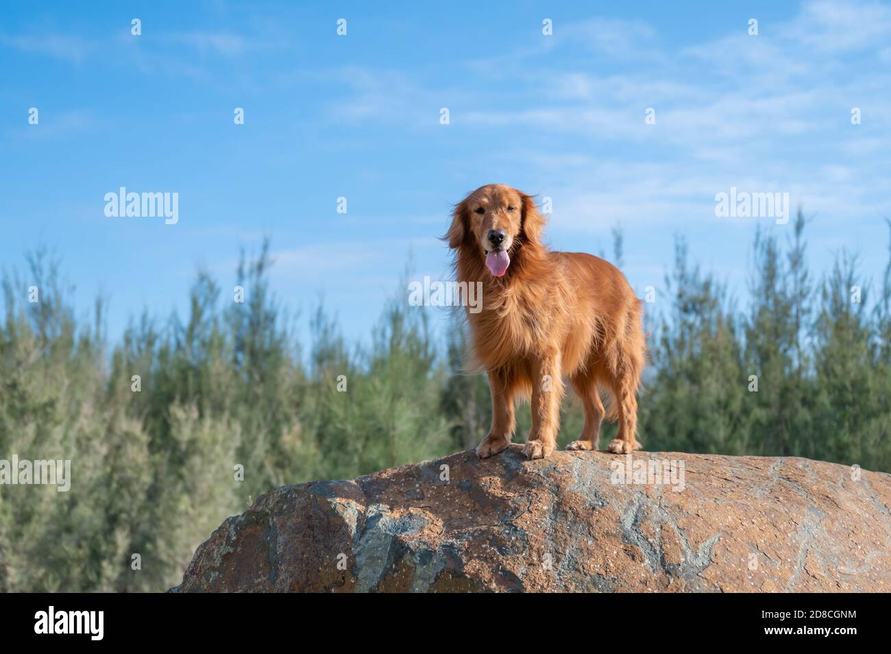 Golden retriever standing on the rock Stock Photo - Alamy
