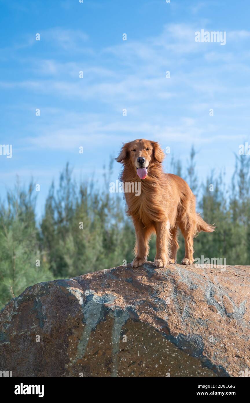Golden retriever standing on the rock Stock Photo - Alamy