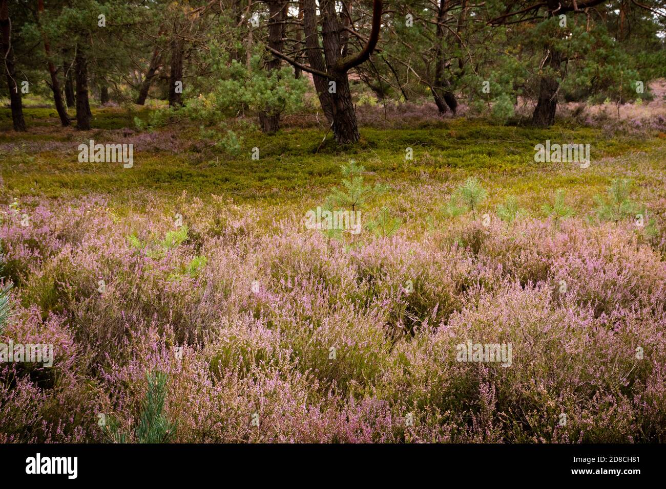 Heather, a late blooming flower, along a hijing path at the end of ...