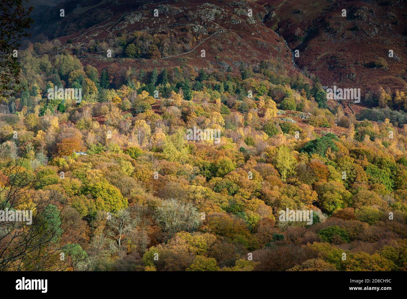 Autumn colours, Grasmere, Cumbria in the Lake District Stock Photo - Alamy