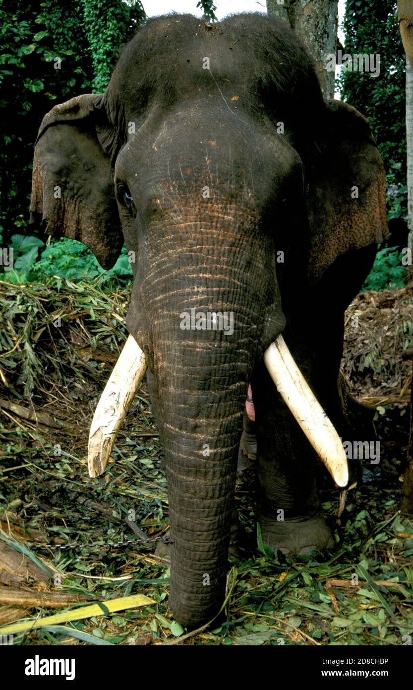 An old bull elephant at Pinnewala Elephant Orphanage, Sri Lanka Stock ...