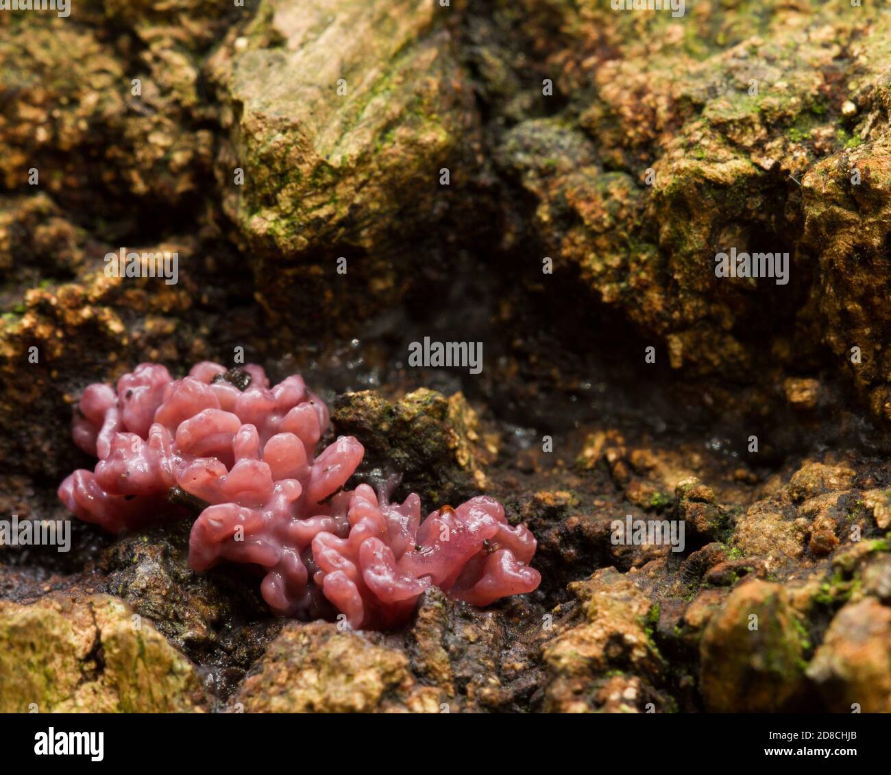 Ascocoryne sarcoides fungi growing on fallen log in Derbyshire ...