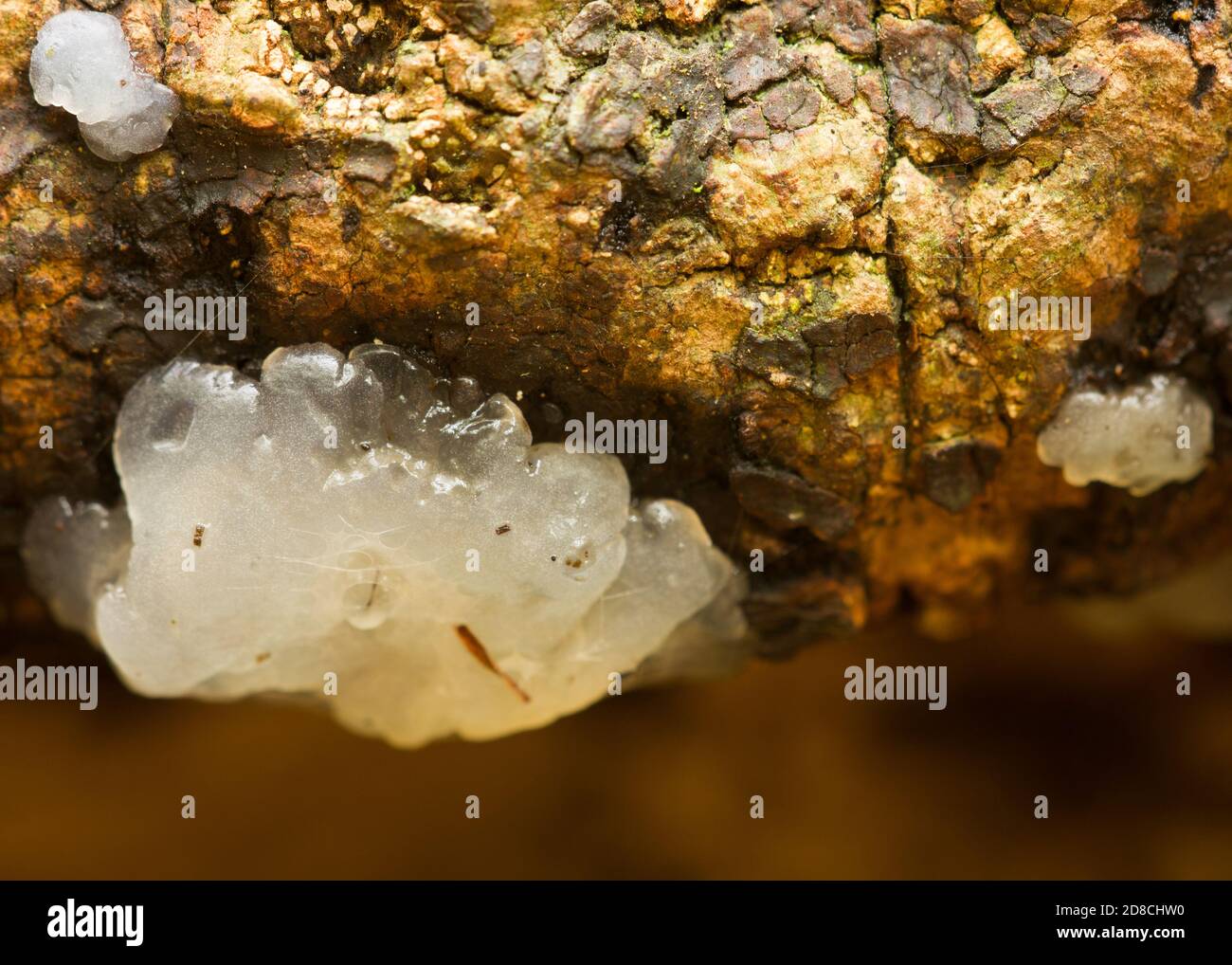Crystal brain fungus (Exidia nucleata) growing on fallen log in ...