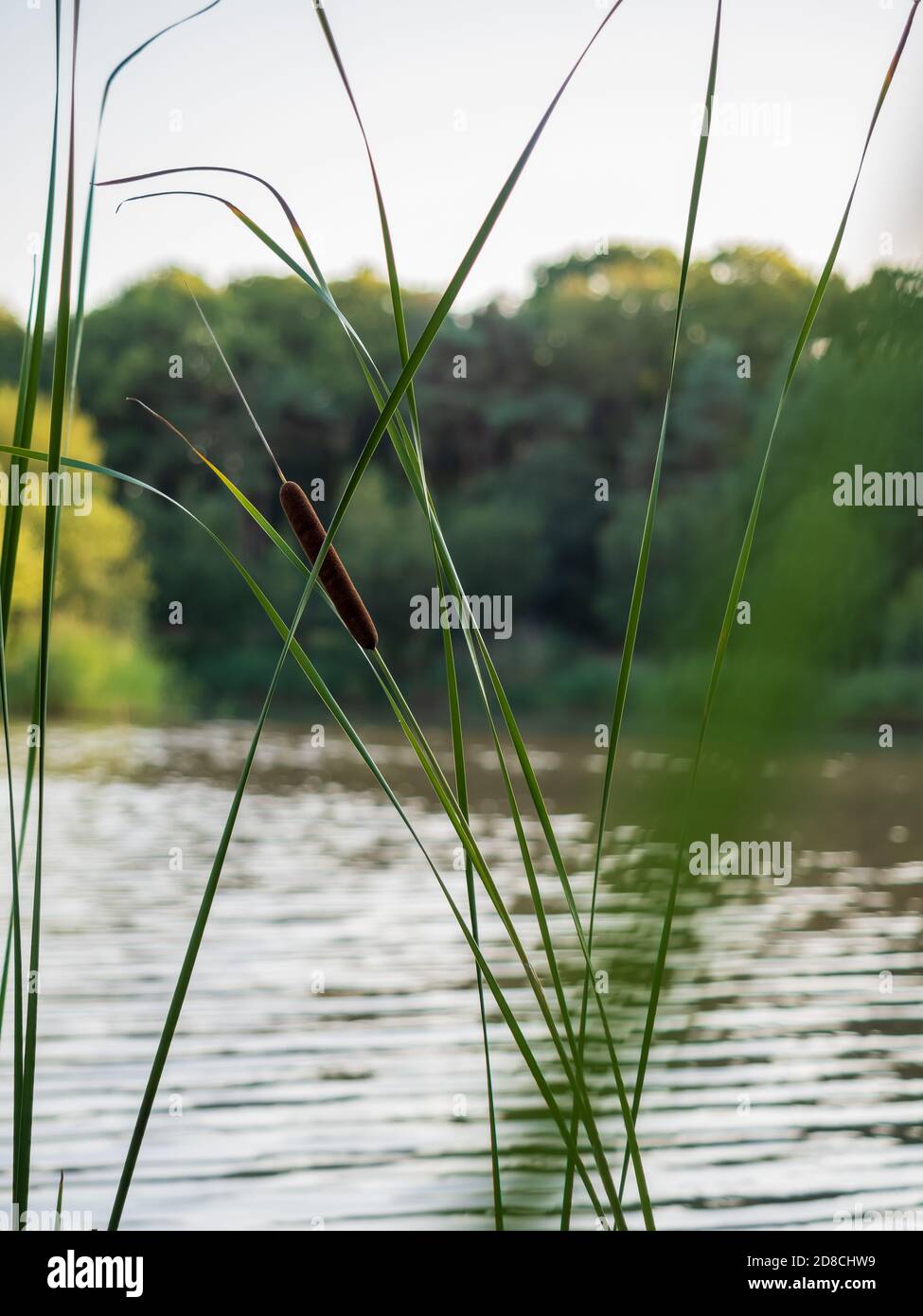 Reed on a waterside with trees in the background Stock Photo - Alamy