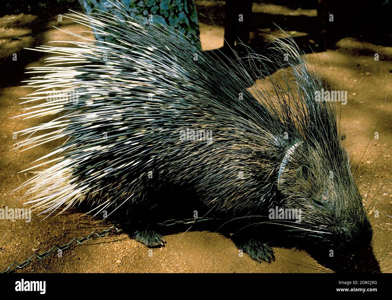 Pet Porcupine