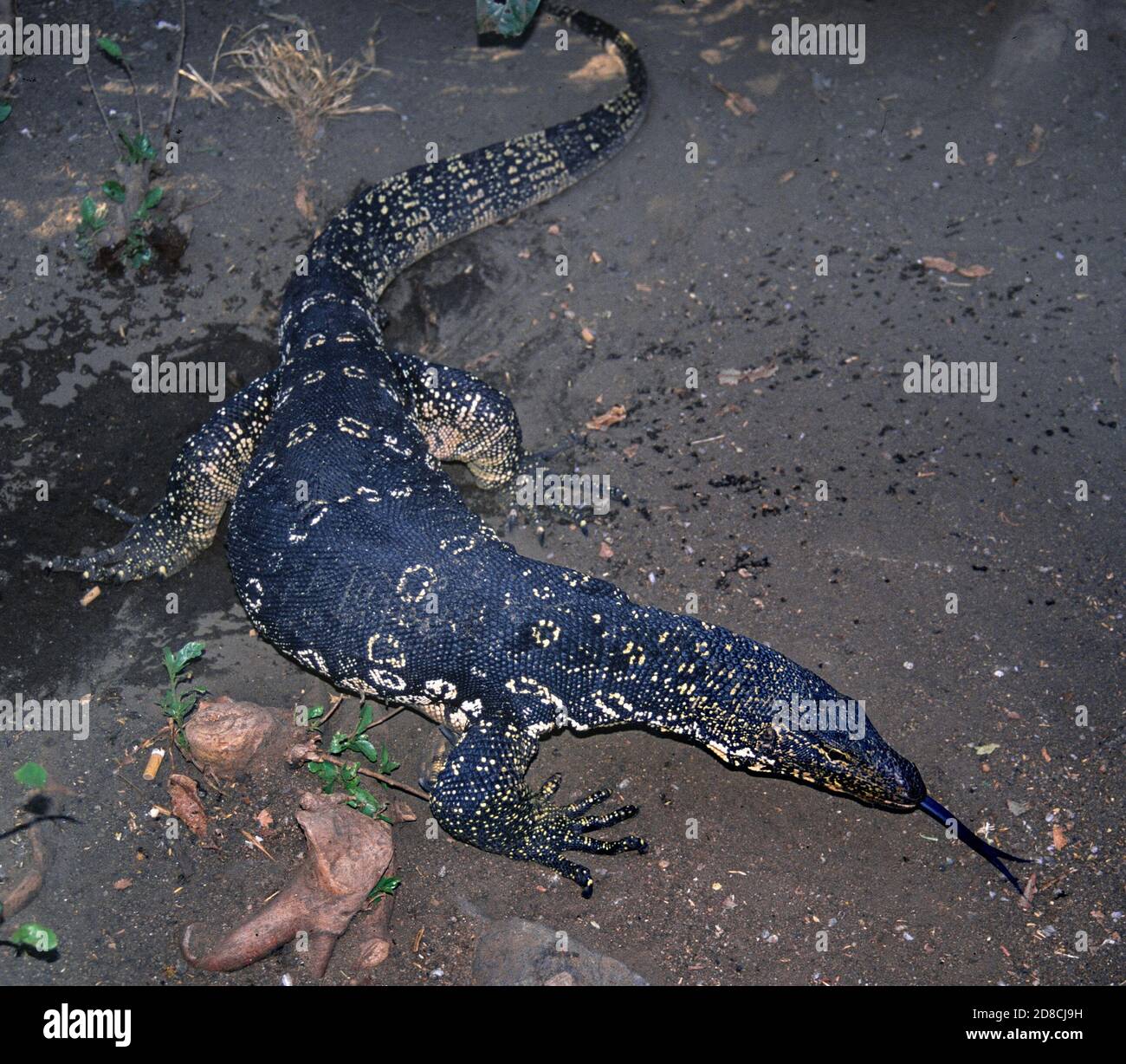 An Asian water monitor (Varanus salvator), a large aquatic lizard ...