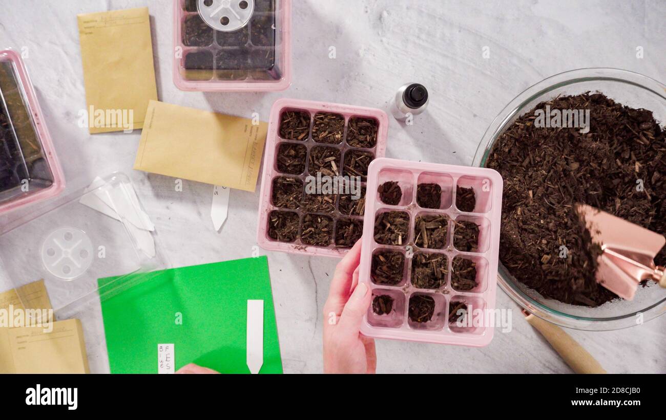 Flat lay. Planting seeds in seed propagator with soil Stock Photo - Alamy