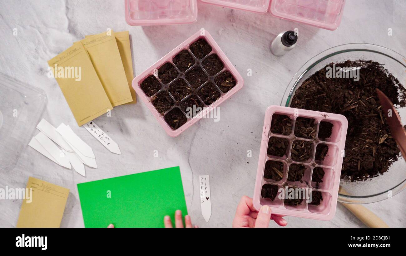 Flat lay. Planting seeds in seed propagator with soil Stock Photo - Alamy