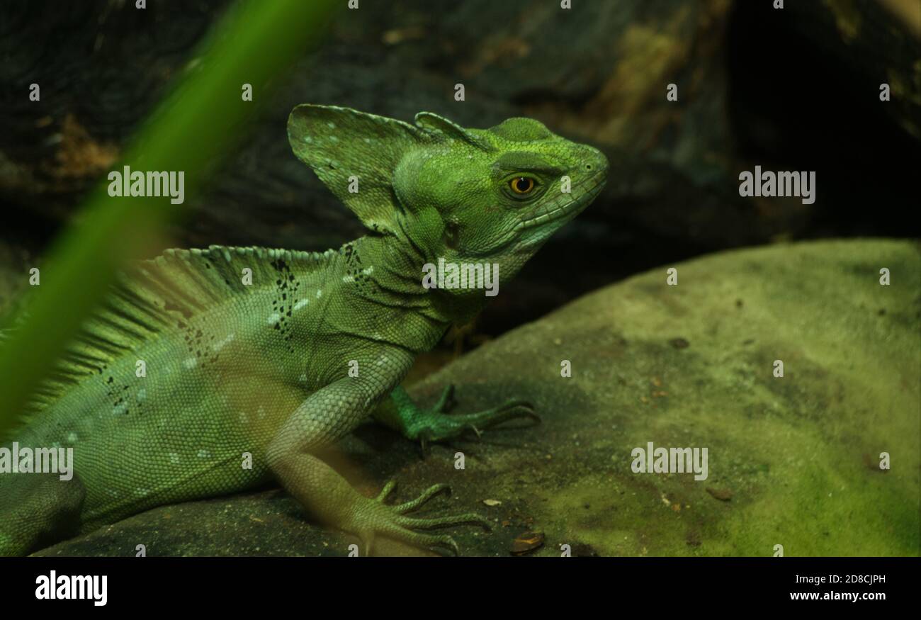 Indoor animals hi-res stock photography and images - Alamy