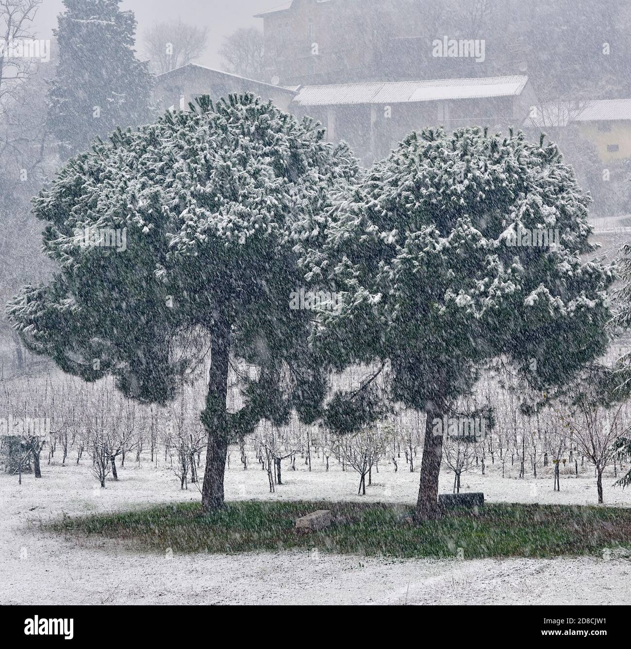 two trees during a snowfall Stock Photo - Alamy
