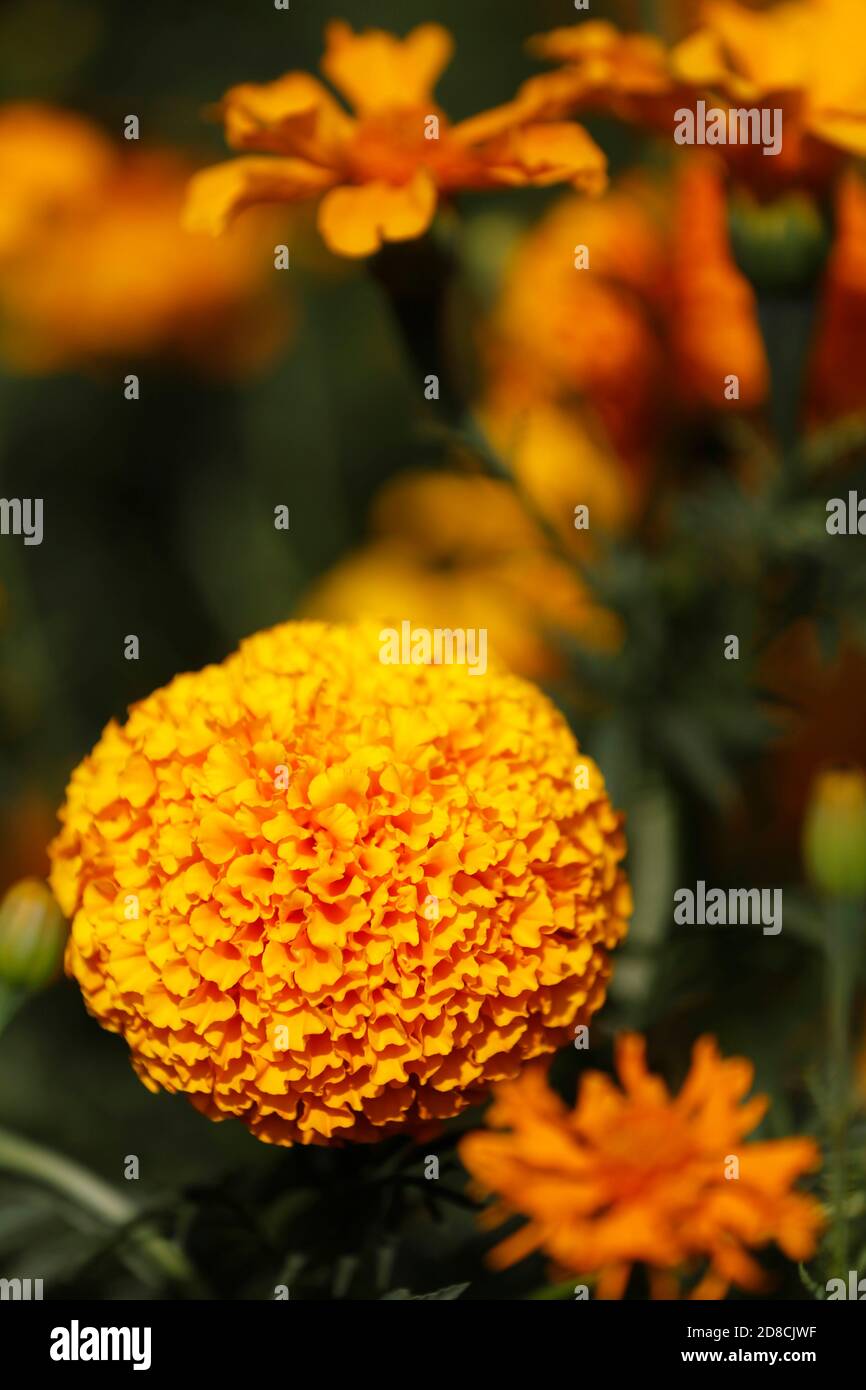 Copandaro, Mexico. 28th Oct, 2020. COPANDARO, MEXICO - OCTOBER 28 ...