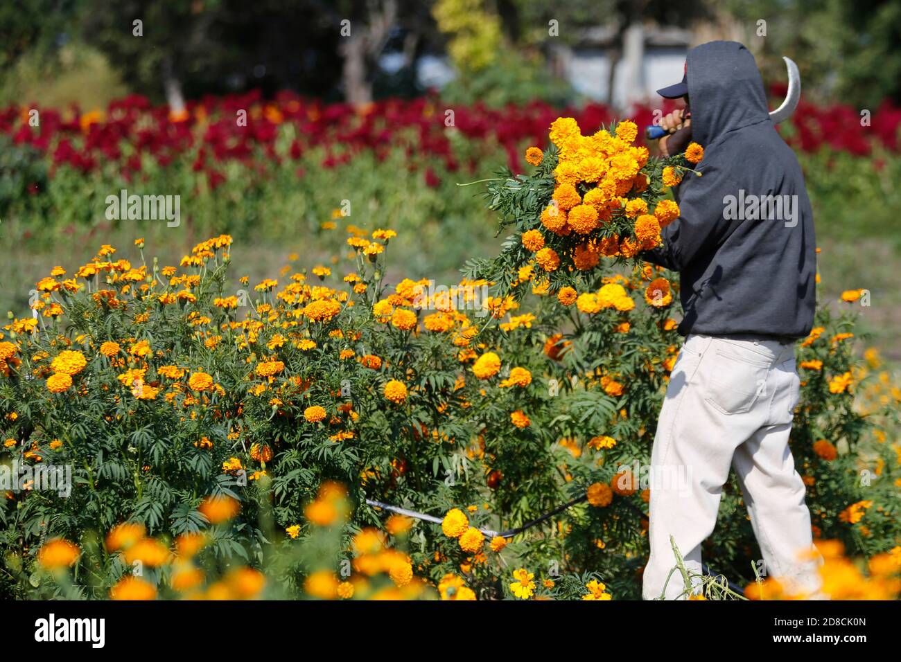 Copandaro, Mexico. 28th Oct, 2020. COPANDARO, MEXICO - OCTOBER 28 ...