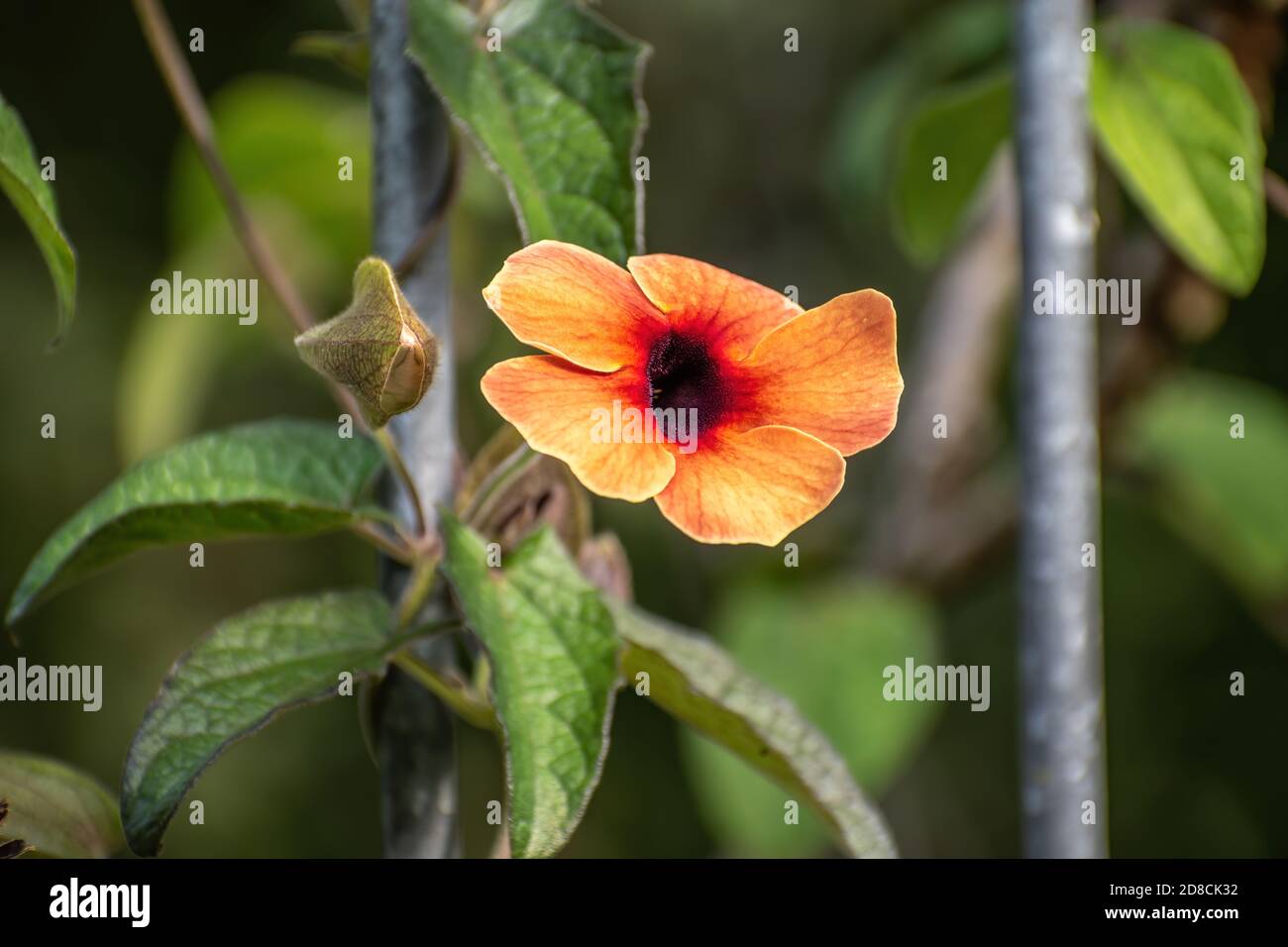 Flower under sunlight hi-res stock photography and images - Alamy