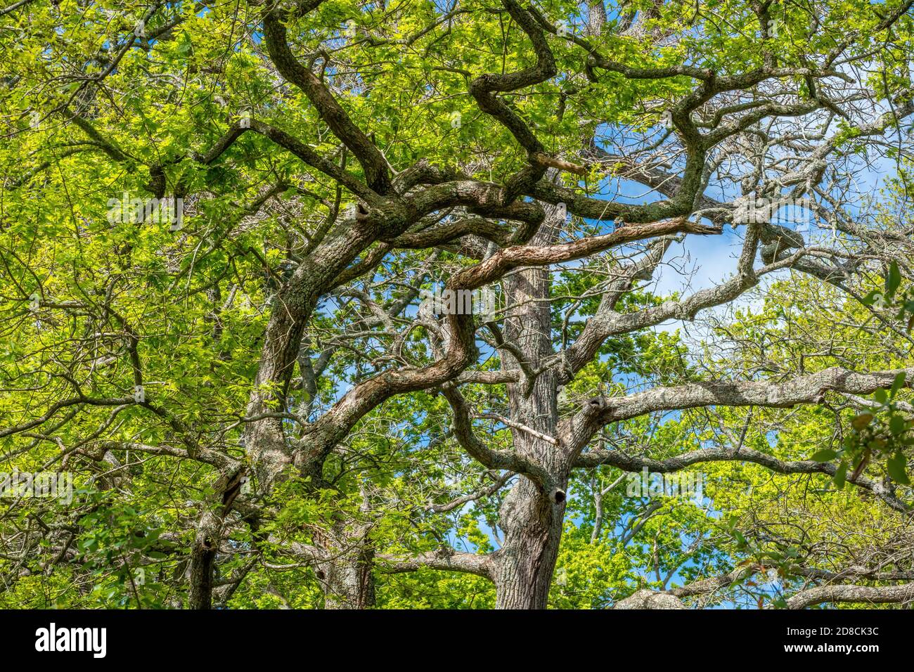 Low angle shot of a beautiful green-leaved tree Stock Photo - Alamy