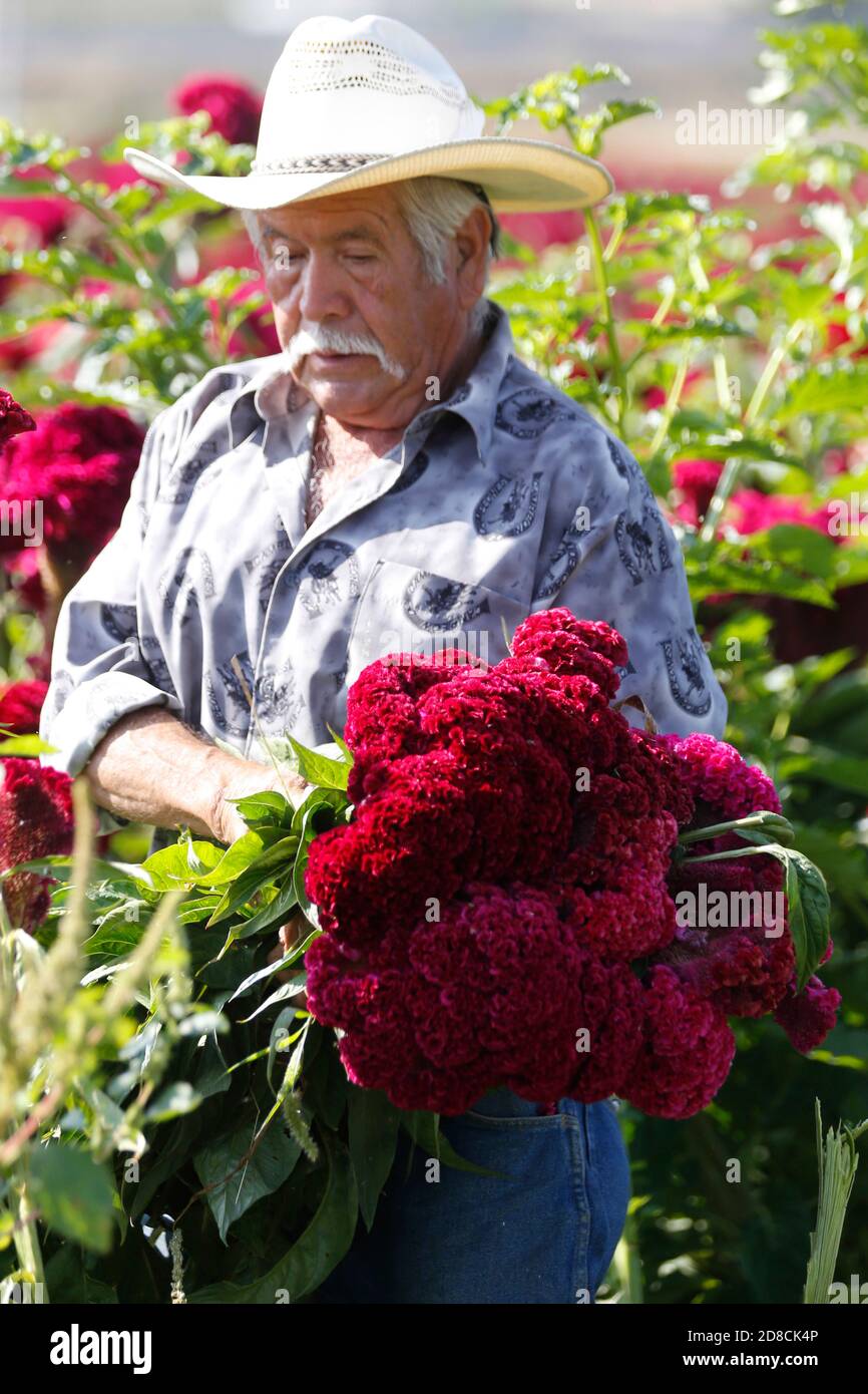 Copandaro, Mexico. 28th Oct, 2020. COPANDARO, MEXICO - OCTOBER 28 ...
