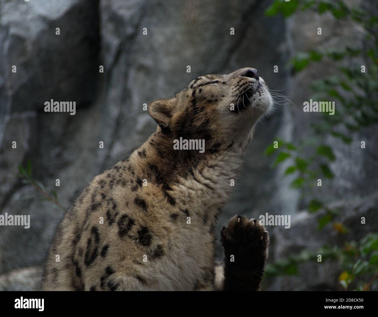Carnivore in zoo leipzig scratching cheetah in germany Stock Photo - Alamy