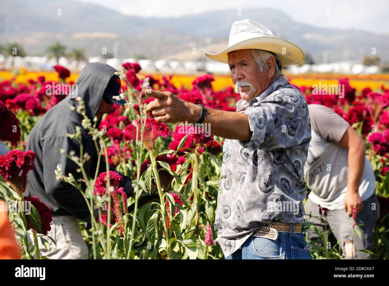 Copandaro, Mexico. 28th Oct, 2020. COPANDARO, MEXICO - OCTOBER 28 ...