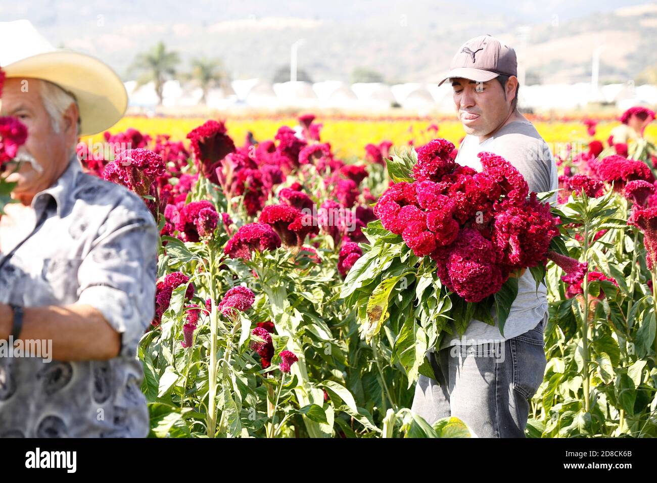 Copandaro, Mexico. 28th Oct, 2020. COPANDARO, MEXICO - OCTOBER 28 ...
