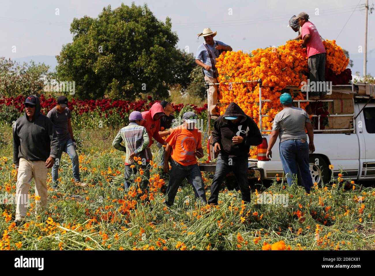 Mexico farm workers hi-res stock photography and images - Alamy