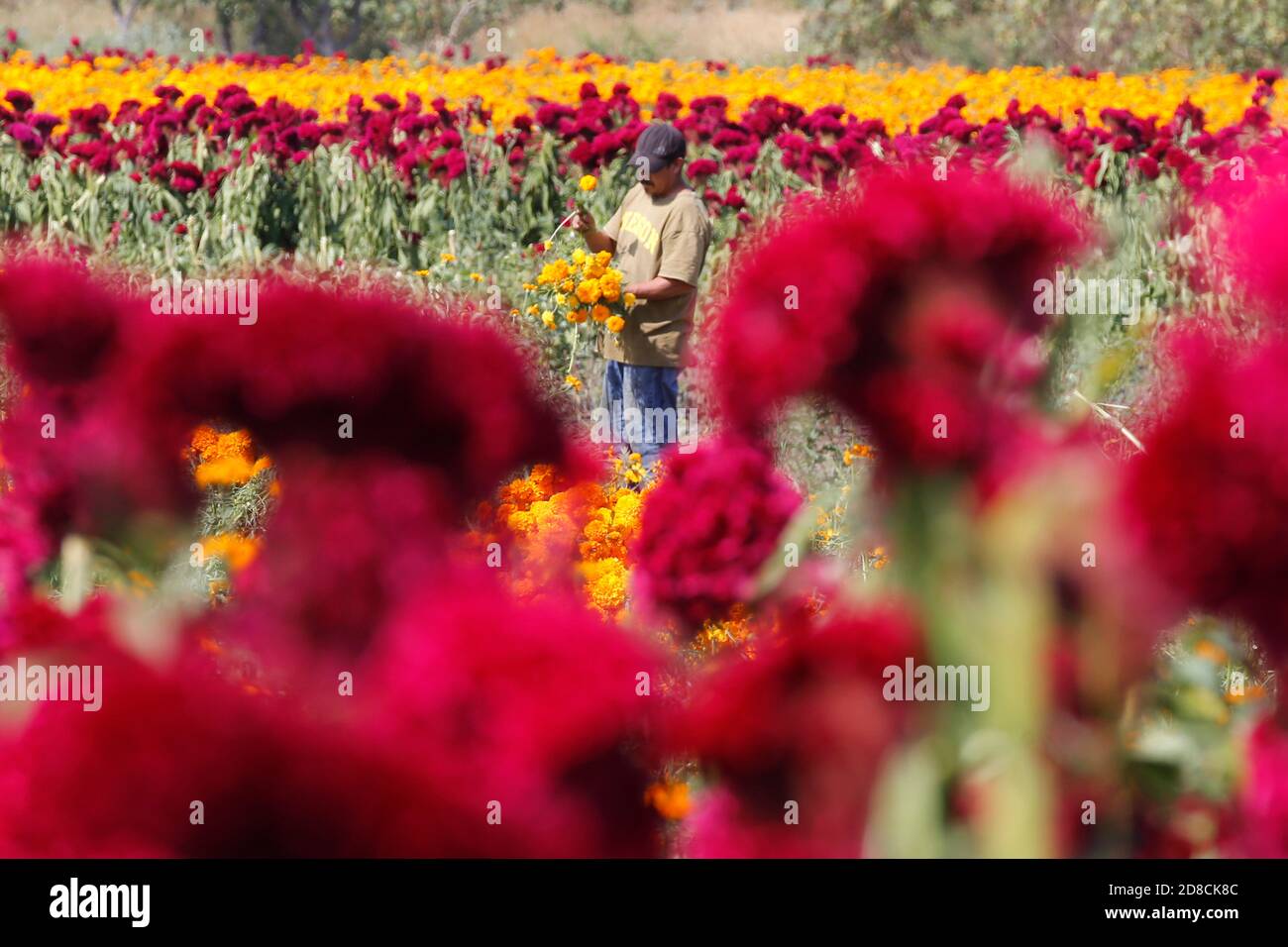 Copandaro, Mexico. 28th Oct, 2020. COPANDARO, MEXICO - OCTOBER 28 ...