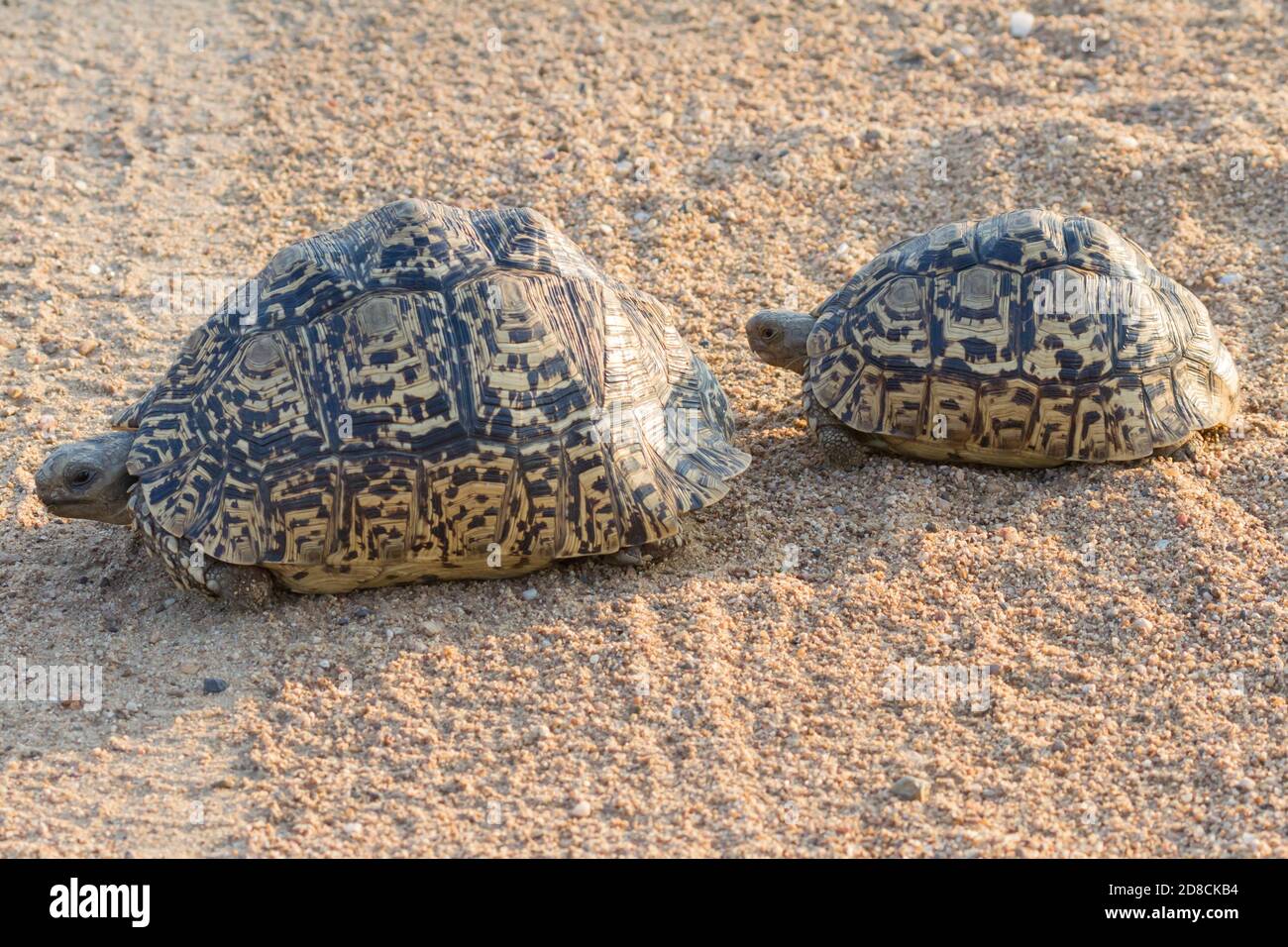 Pair of leopard tortoises (Stigmochelys pardalis) crossing the road in ...
