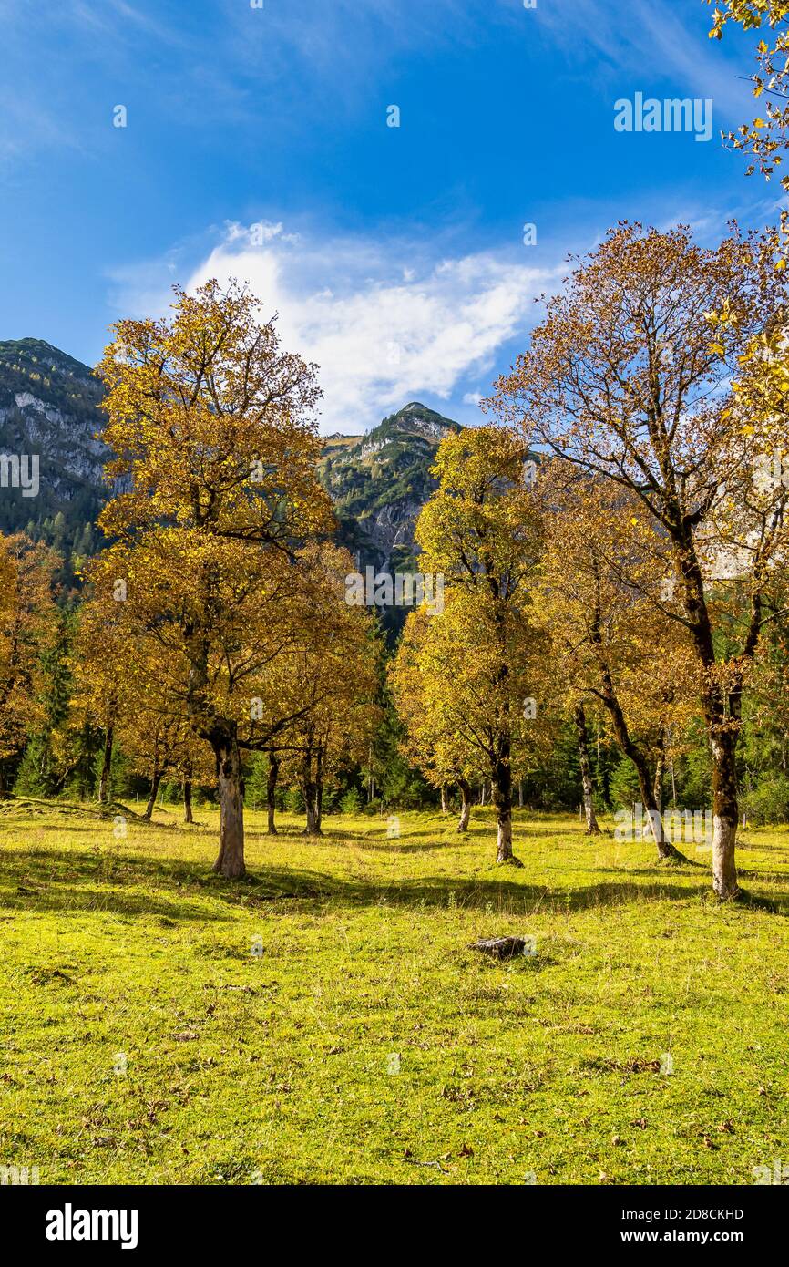 Autumn View Of The Maple Trees At Ahornboden Karwendel Mountains