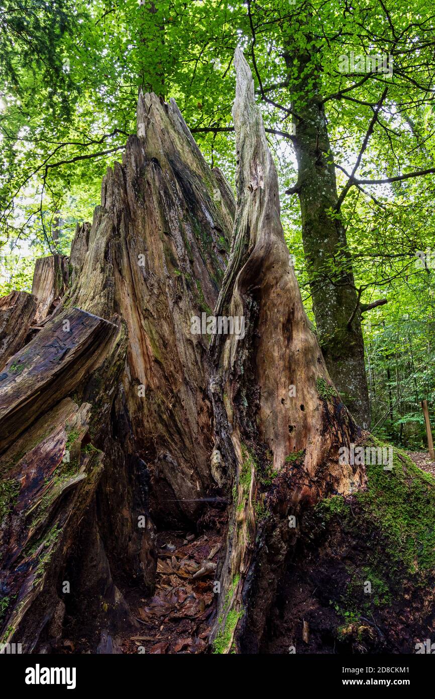 Walk through nature preserve Eibenwald Paterzell, Yew forest Paterzell ...