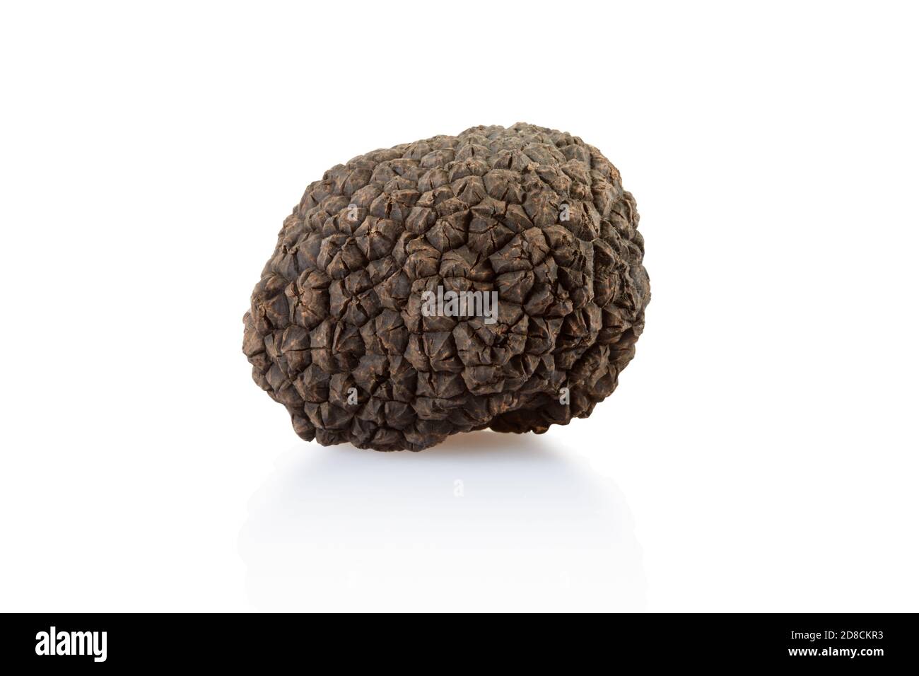 Single black truffle isolated on white, clipping path included Stock ...