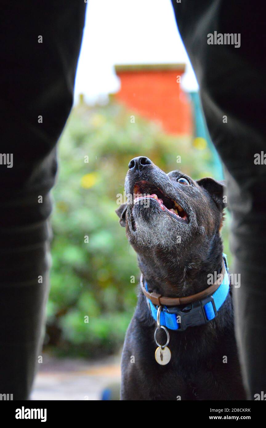 Family Dogs outside in garden at play with ball Stock Photo - Alamy