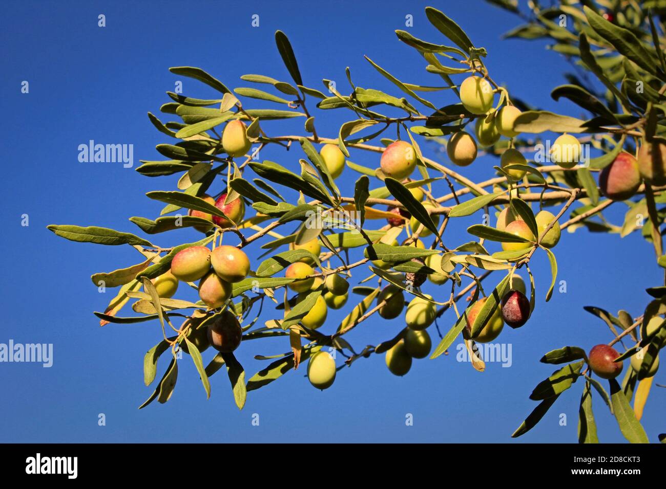 Olives of Manaki variety on olive tree branch in the outskirts of ...