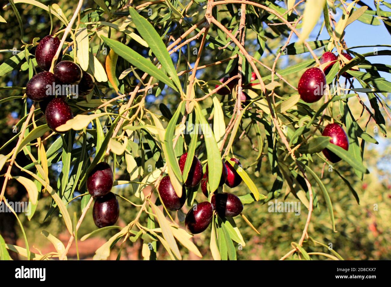 Olives of Manaki variety on olive tree branch in the outskirts of ...