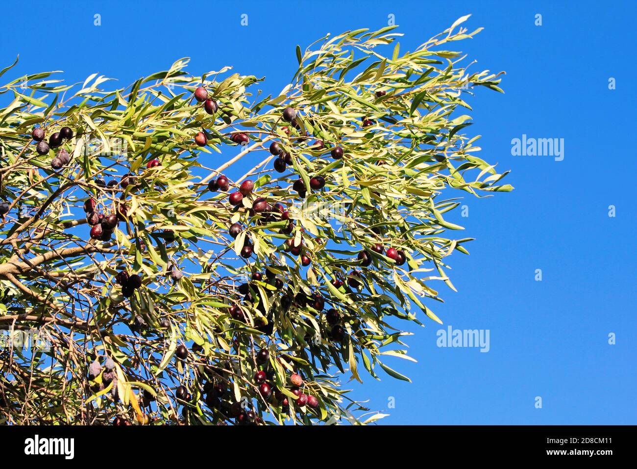 Olives of Manaki variety on olive tree branch in the outskirts of ...