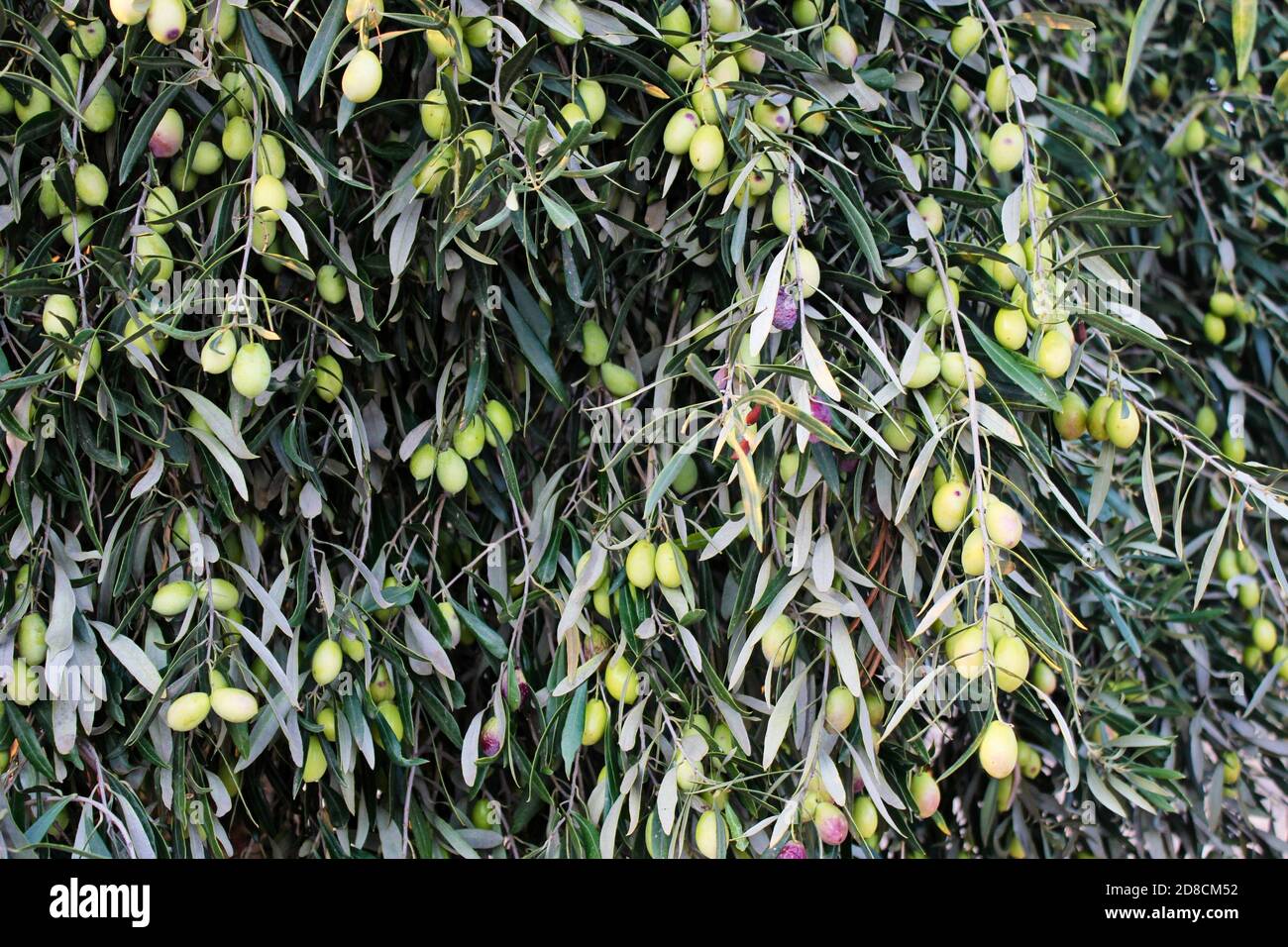 Olives of Manaki variety on olive tree branch in the outskirts of ...