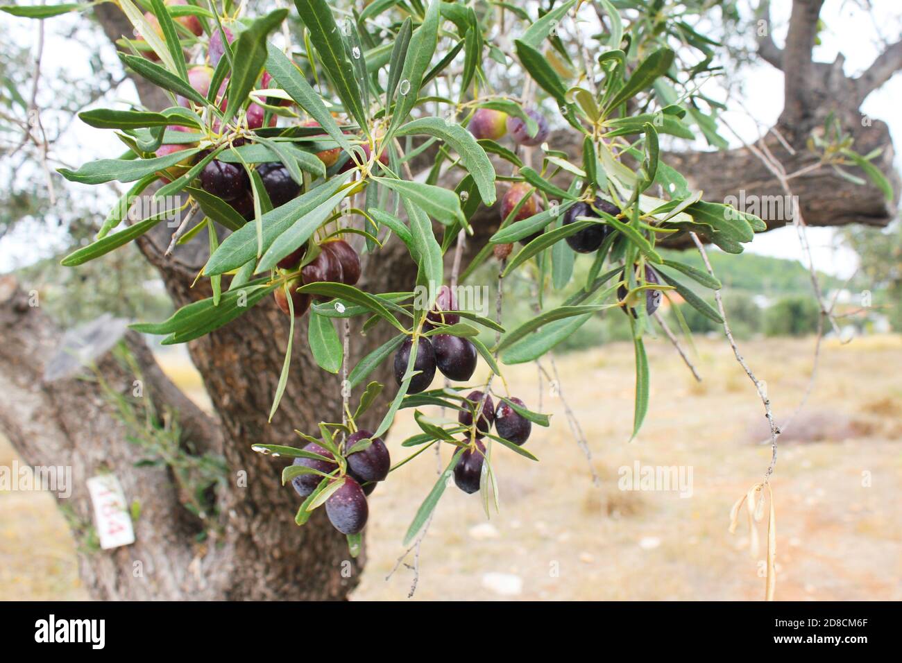 Olives of Manaki variety on olive tree branch in the outskirts of ...