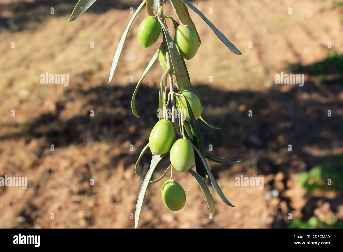 Olives of Manaki variety on olive tree branch in the outskirts of ...