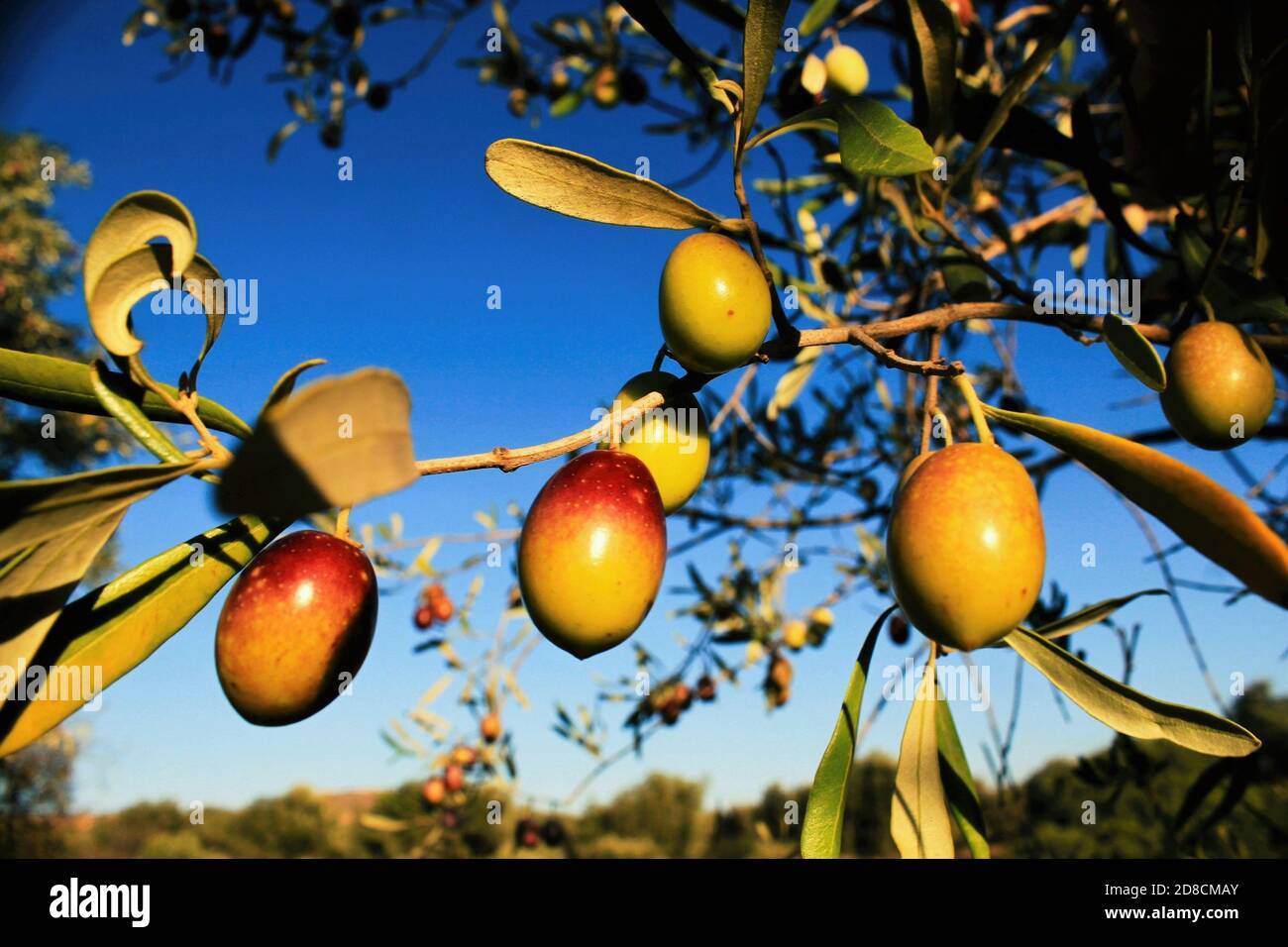 Olives of Manaki variety on olive tree branch in the outskirts of ...