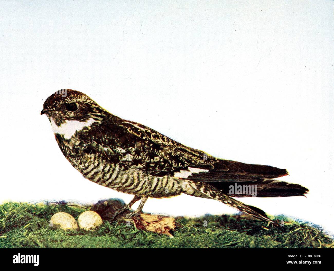 The common nighthawk (Chordeiles minor) is a medium-sized crepuscular ...