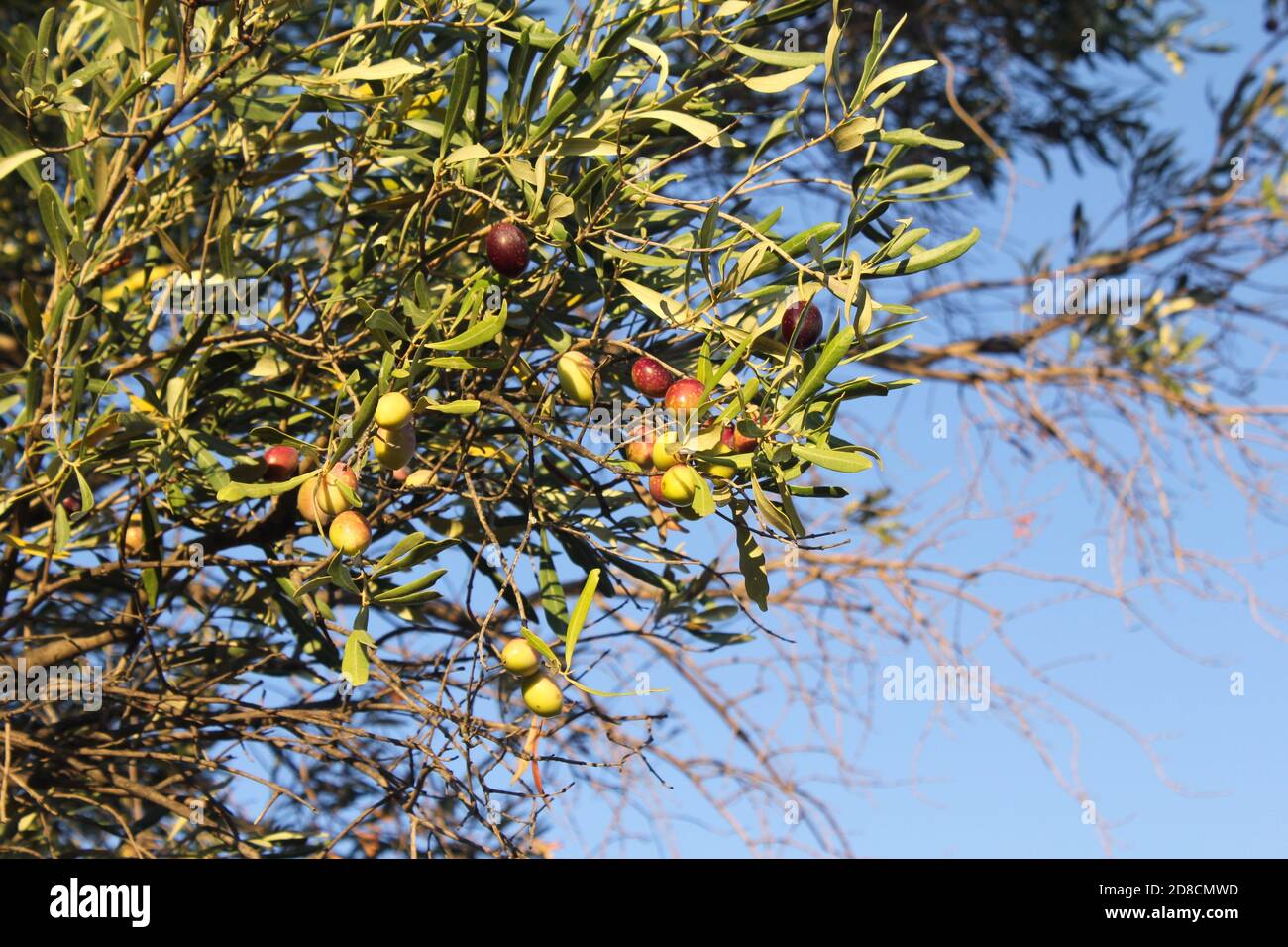 Olives of Manaki variety on olive tree branch in the outskirts of ...