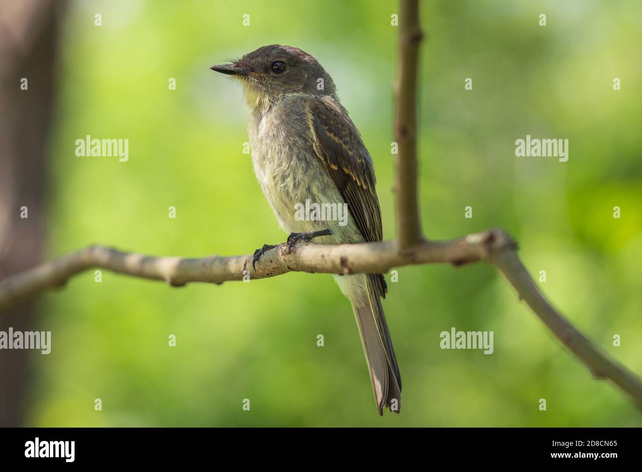 Selective focus shot of a woodpecker finch sitting on a branch Stock ...