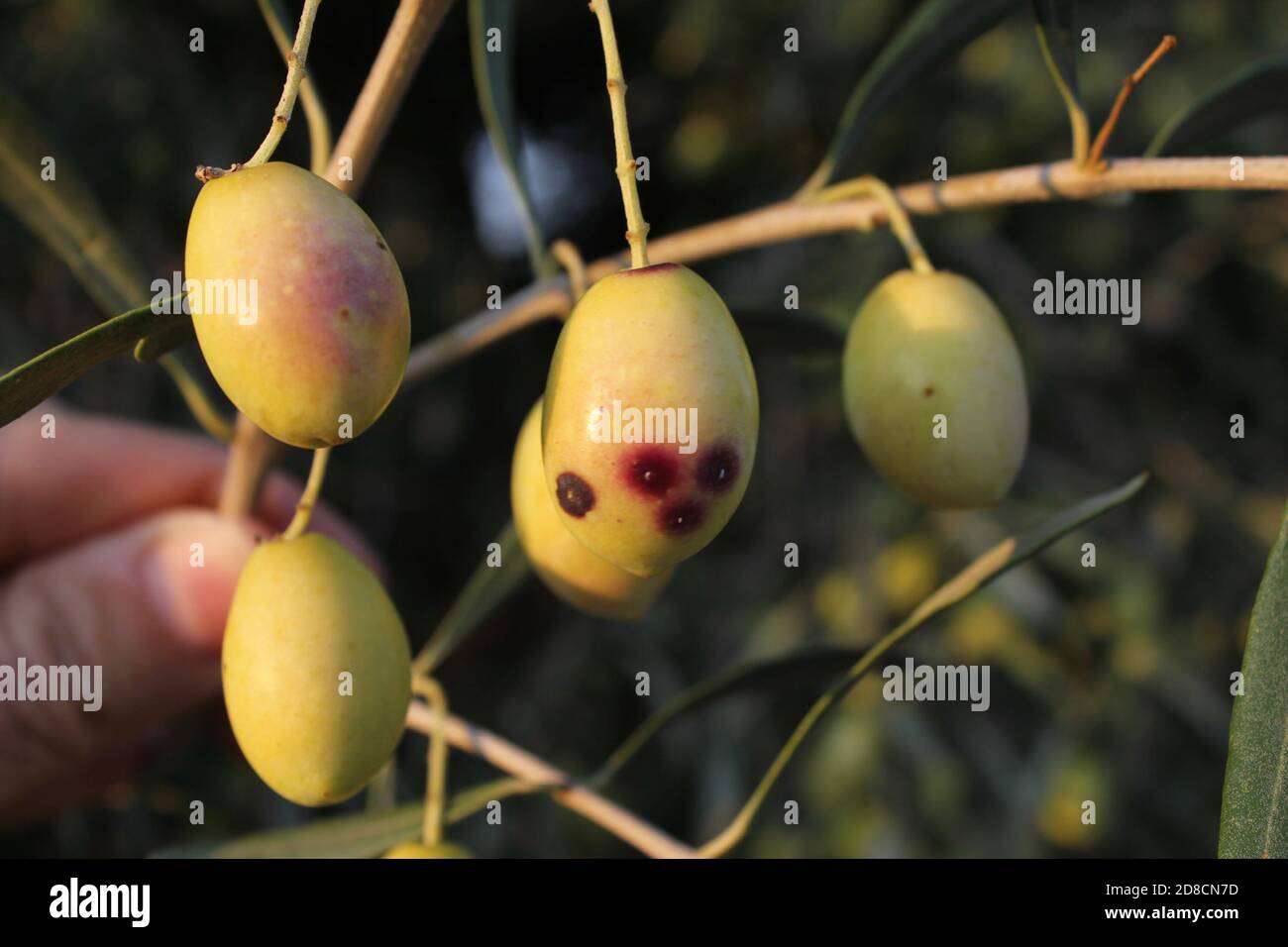 Olives of Manaki variety on olive tree branch in the outskirts of ...
