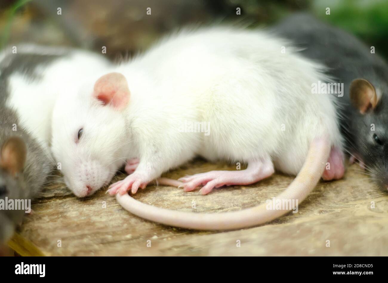 Sleep mouse hi-res stock photography and images - Alamy