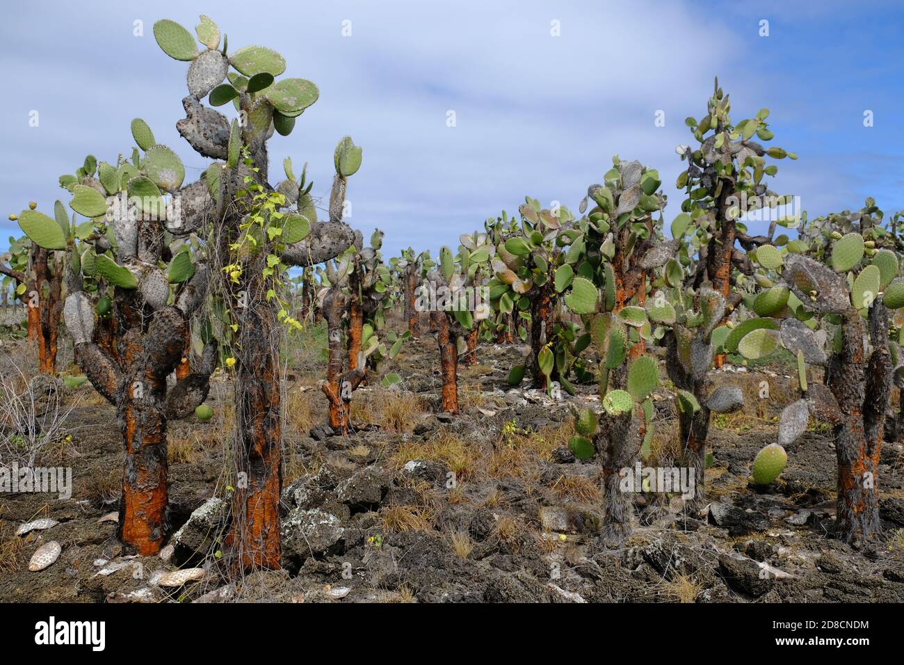 Ecuador Galapagos Islands - Santa Cruz Island Landscape with Galapagos ...