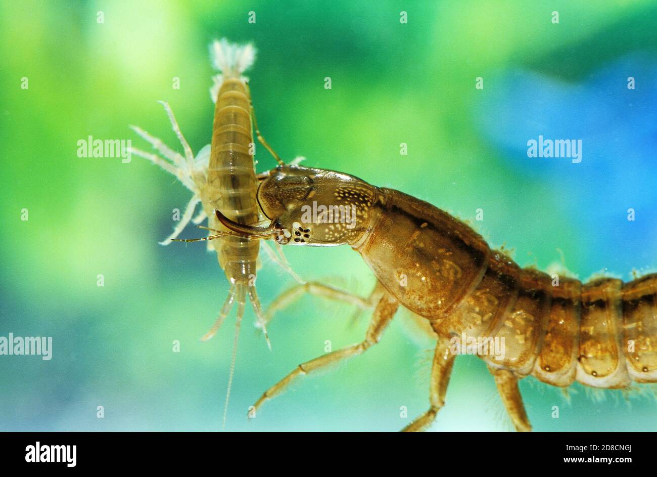 Diving beetle feeding hi-res stock photography and images - Alamy