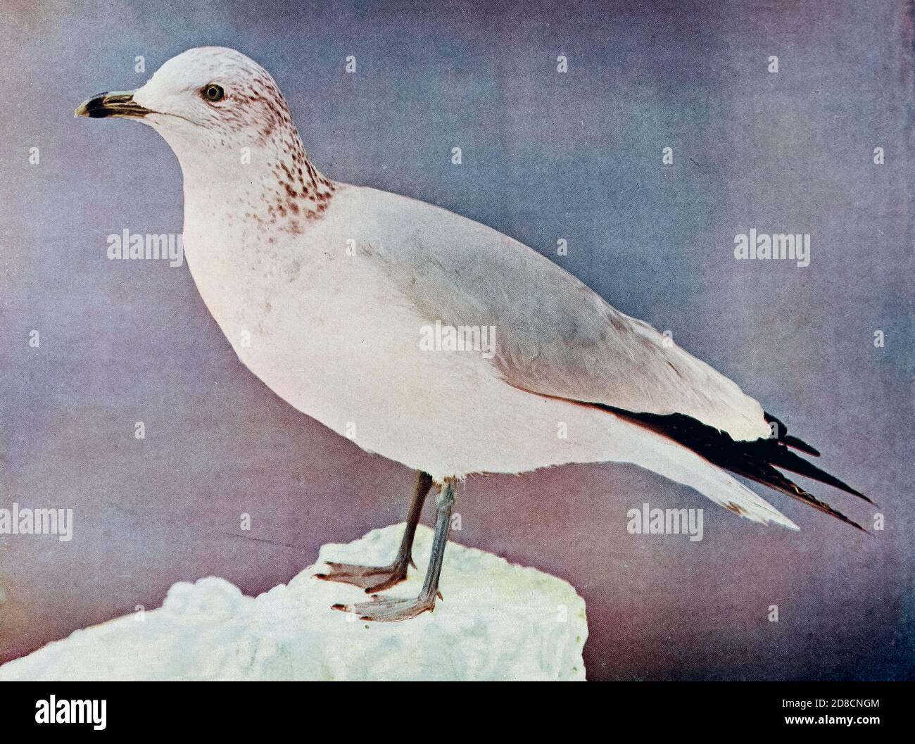 1890s color photographs hi-res stock photography and images - Alamy