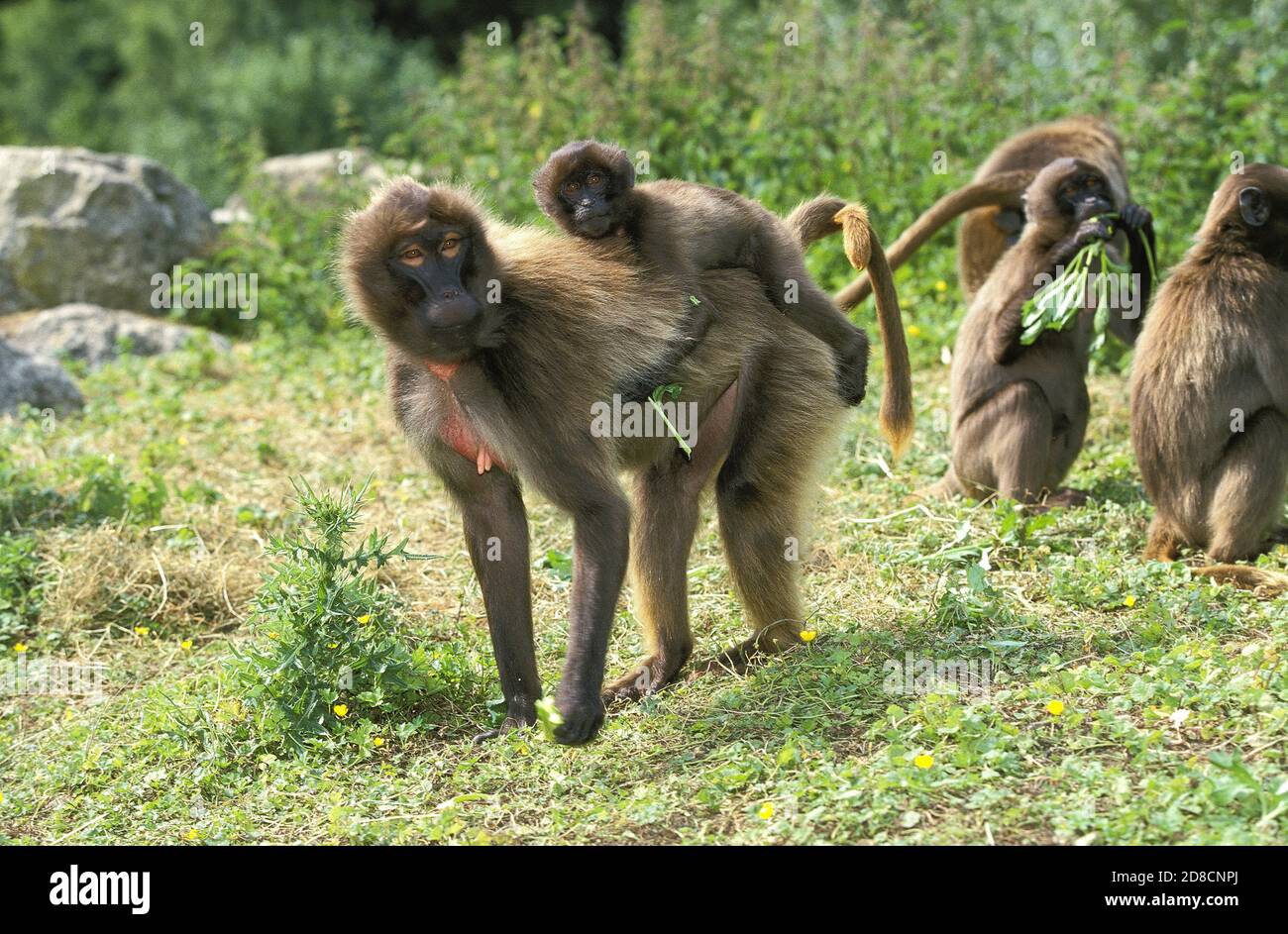 GELADA BABOON theropithecus gelada, FEMALE CARRYING YOUNG ON ITS BACK ...