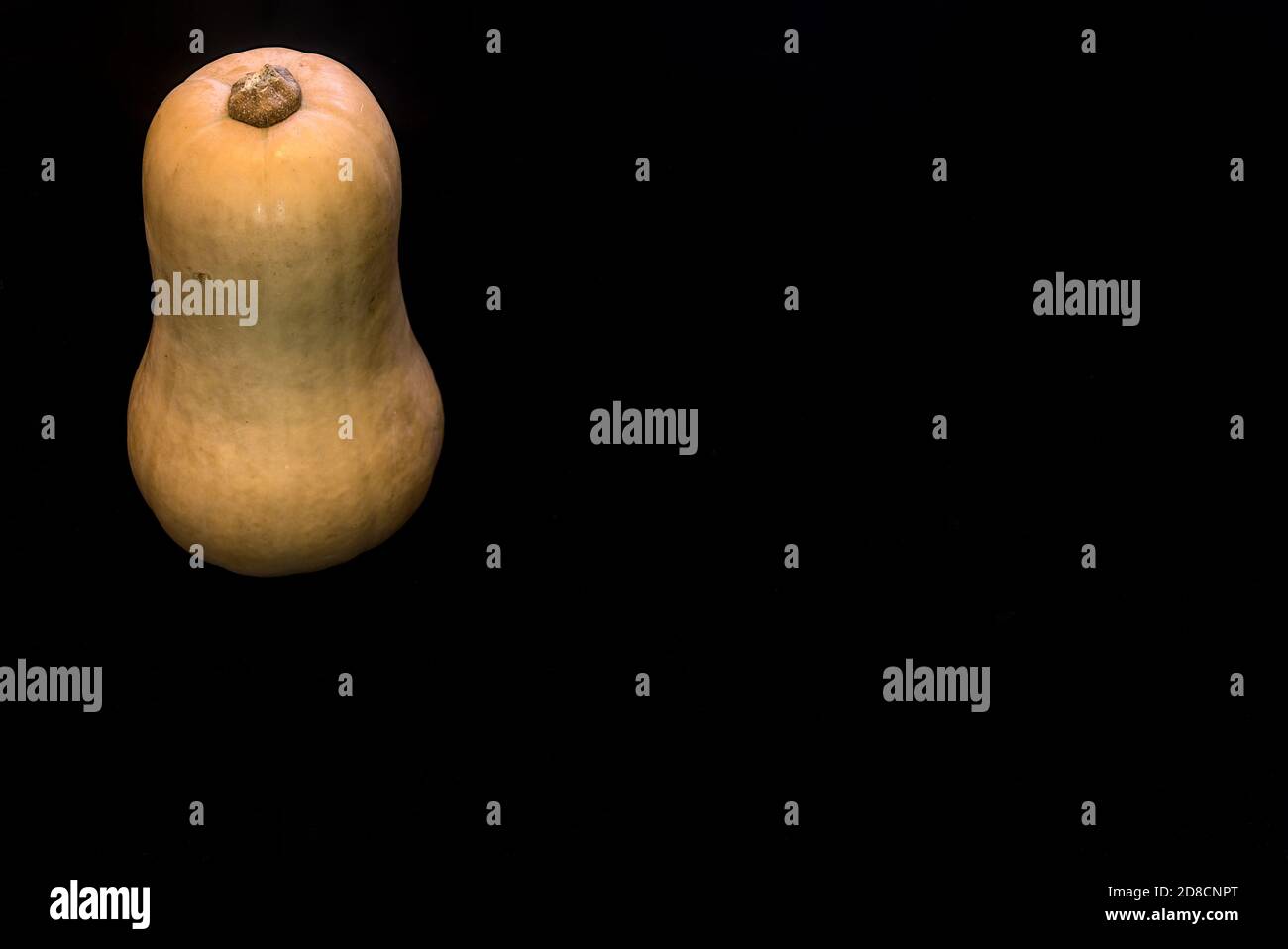 Single isolated butternut squash on black absorbing background with ...