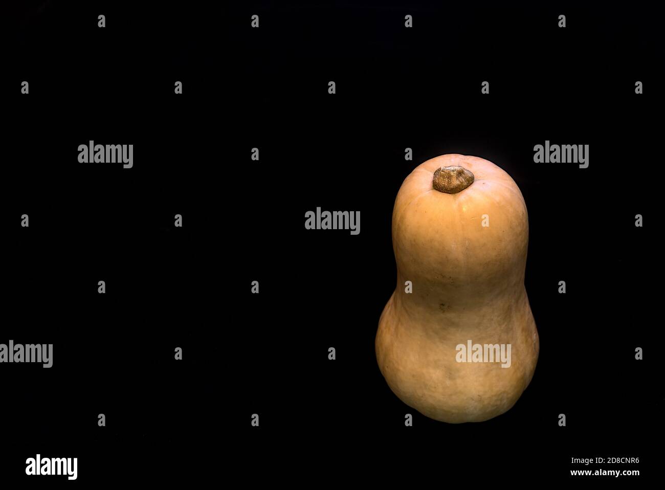 Single isolated butternut squash on black absorbing background with ...